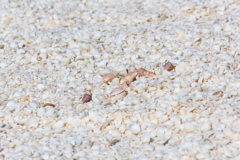 Shell Beach in Western Australia Stock Photo - Image of australia ...