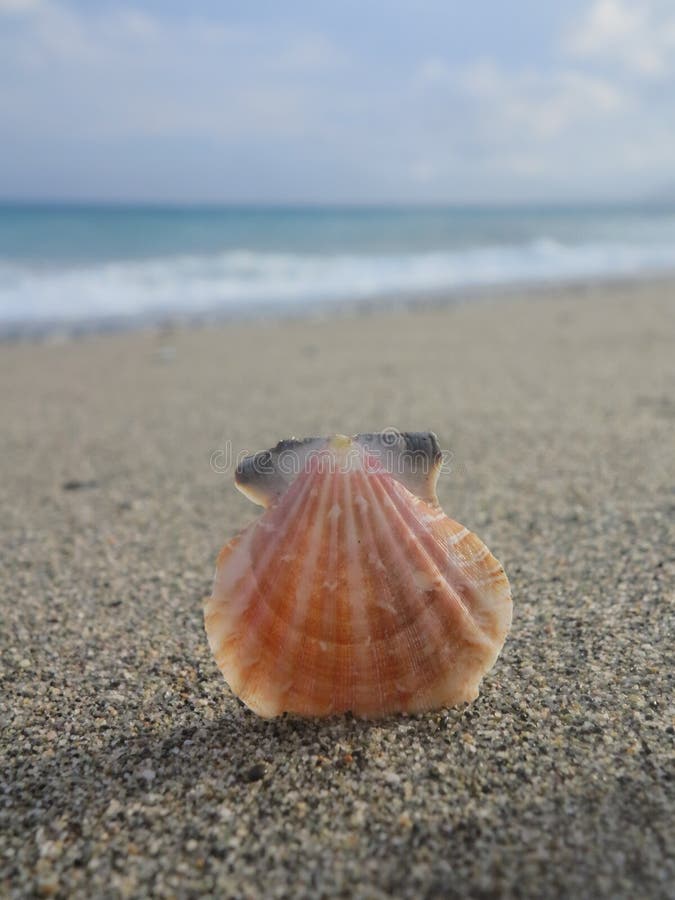 Shell beach stock photo. Image of natural, sand, beauty - 59530518