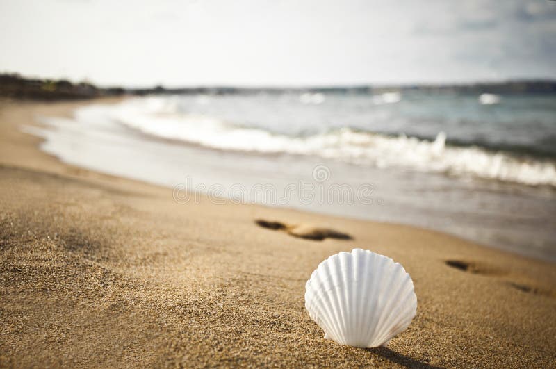 Shell on the beach stock image. Image of resort, clear - 33366647