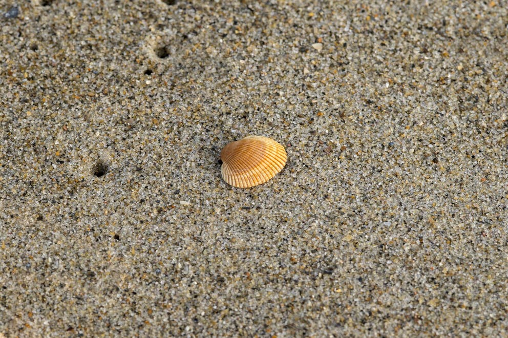 Shell stock photo. Image of seascape, cancun, mexico - 43025162