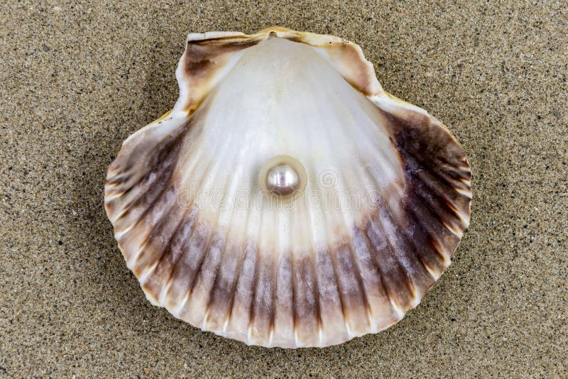 Shell with Beautiful Pearl Inside Stock Photo - Image of expensive ...