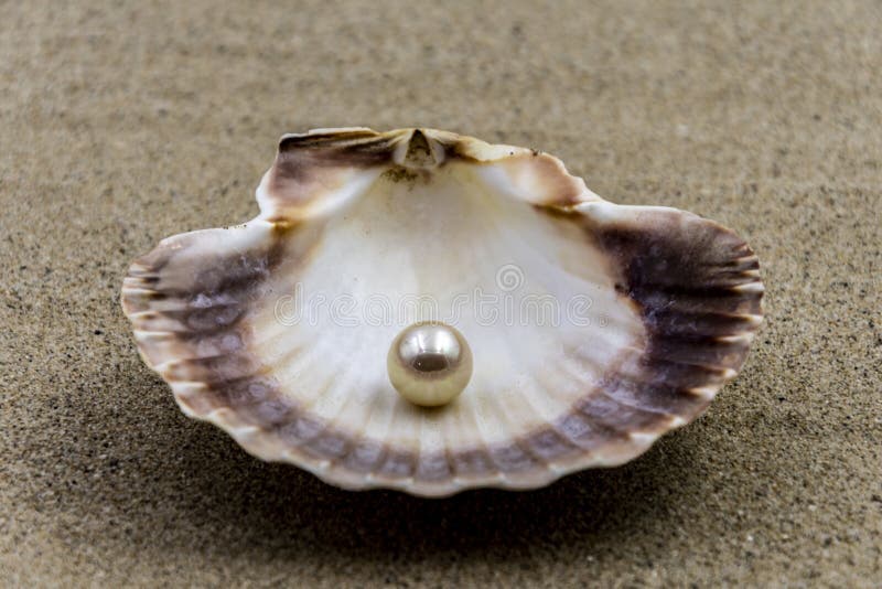 Shell with Beautiful Pearl Inside Stock Photo - Image of expensive ...