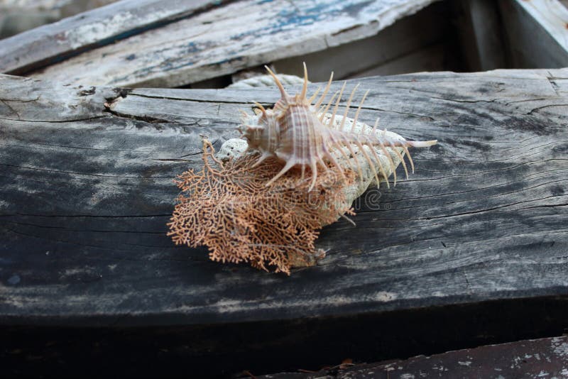 Shell stock photo. Image of time, coral, marinalife, tropical - 81895814