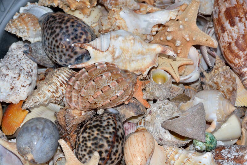 Souvenirs Big Sea Shells for Sell on the Beach Market on the Island of ...