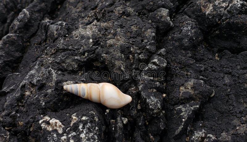 Shell beauty captured stock image. Image of white, captured - 158095679