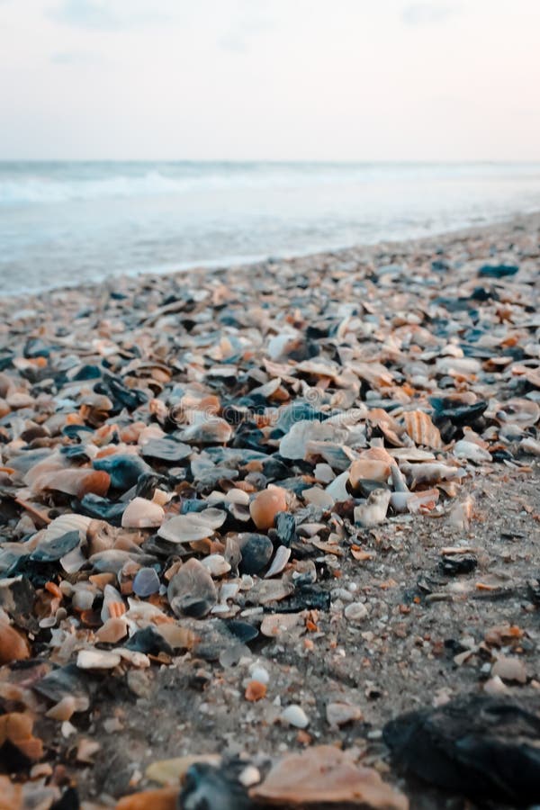 Shell Bed on the Beach at Ocean Isle Beach Stock Photo - Image of tide ...