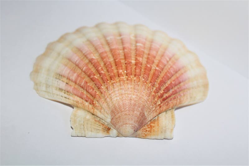 Shell stock image. Image of stones, background, seaside - 81793005