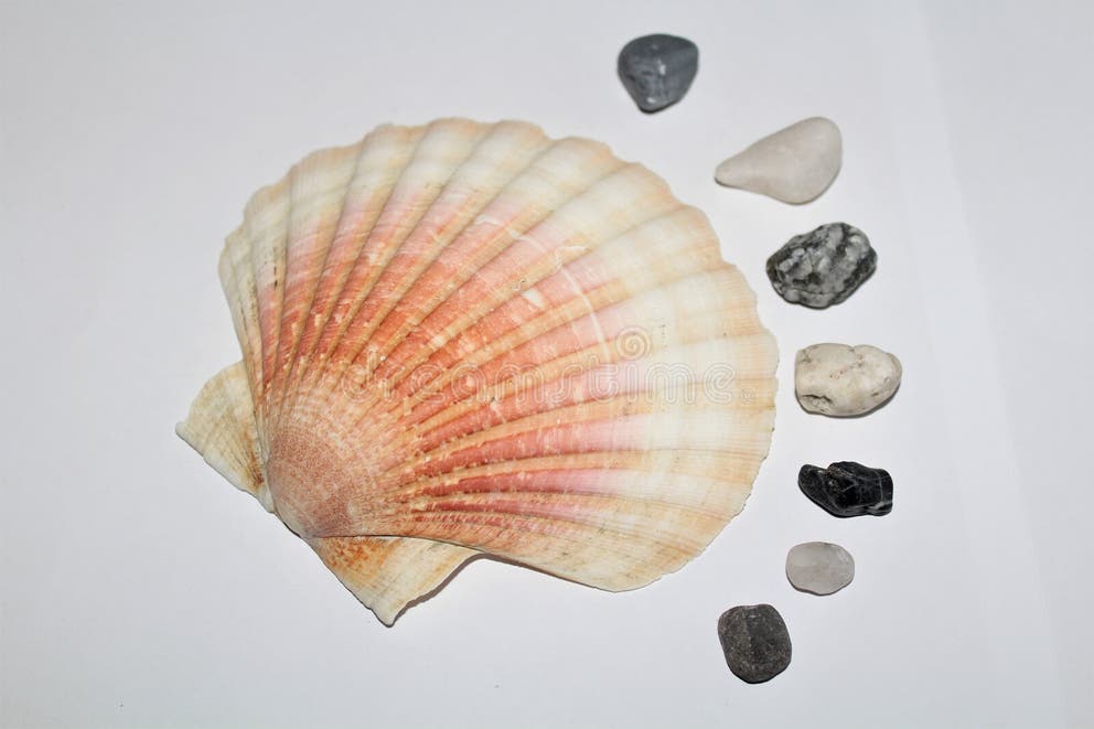 Shell stock image. Image of stones, background, seaside - 81793005
