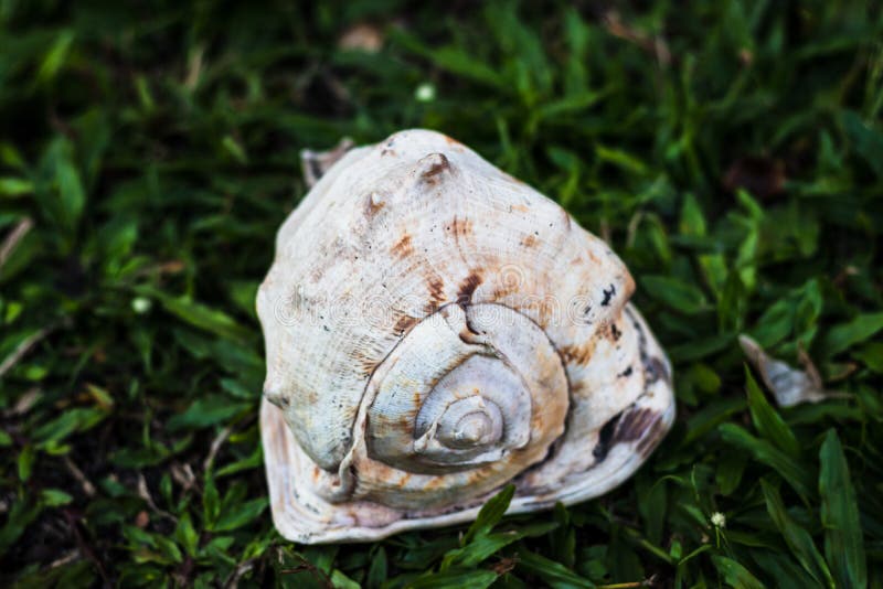 Shell of a Big Conch Standing at the Grass Stock Image - Image of ...