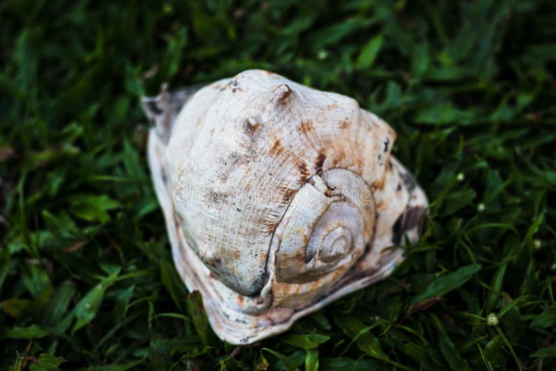 Shell of a Big Conch Standing at the Grass Stock Photo - Image of ...