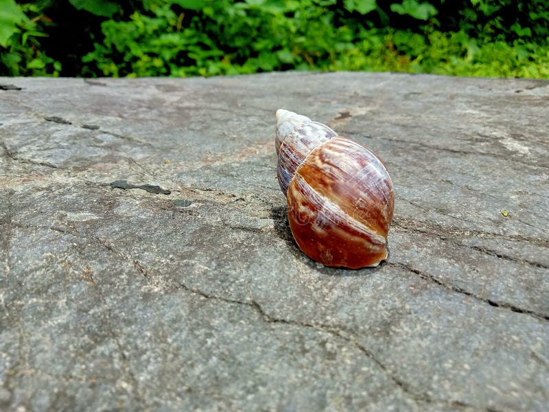 Shell on big gray rock stock image. Image of rock, shell - 155203399