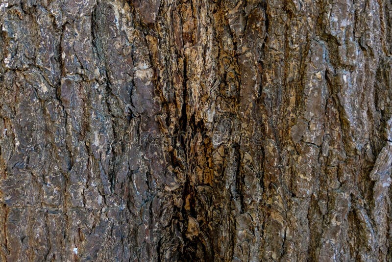 Shell of Big Tree Background Texture Stock Image - Image of board ...