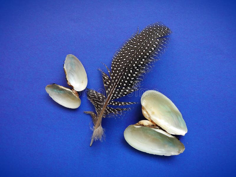Shell and Birds Feather, Lithuania Stock Photo - Image of blue, animal ...