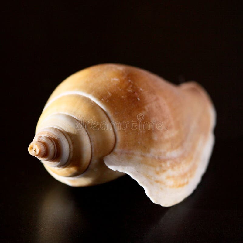 Sea Shell With Black Textured Background Wallpaper, Stock Image - Image ...