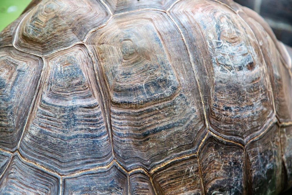 The Shell of a Black Elephant Turtle with Various Stripes and Geometric ...