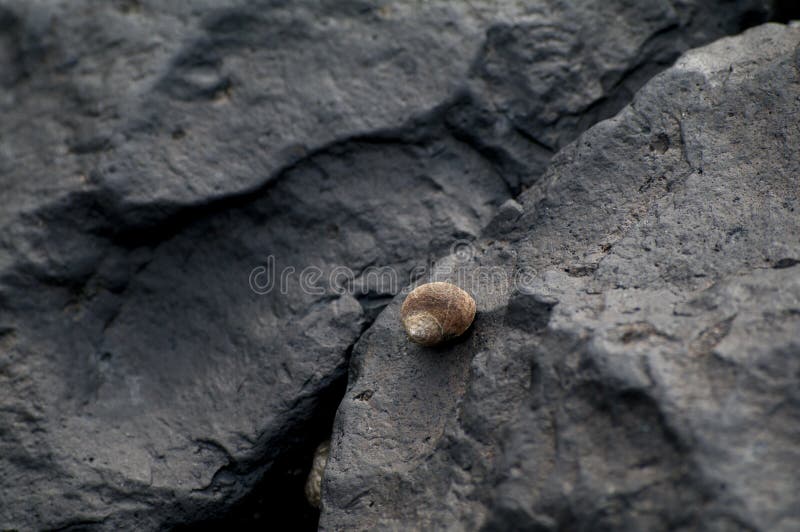Mollusc on rock stock image. Image of conch, reef, mollusc - 1961401