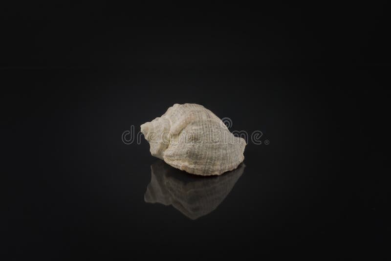 Shell from Black Sea on Black Background with Reflection Stock Image ...