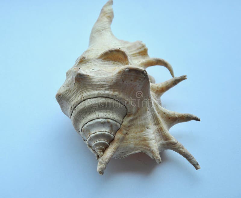 Shell stock photo. Image of impressive, fresh, marine - 58207908