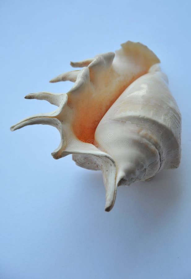 Shell stock photo. Image of lake, bottom, black, fish - 58207952