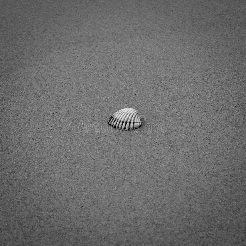 SEASHELL black and white stock photo. Image of spain - 277389588