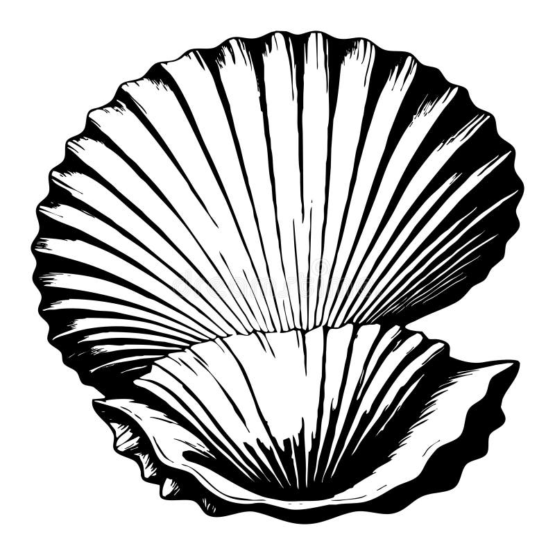 Shell. Black and White Line Art. Abstract Shape Stock Illustration ...