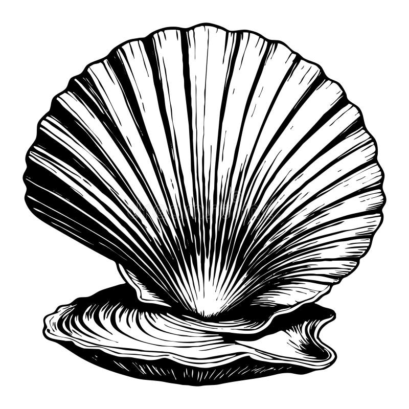 Shell. Black and White Line Art. Abstract Shape Stock Illustration ...