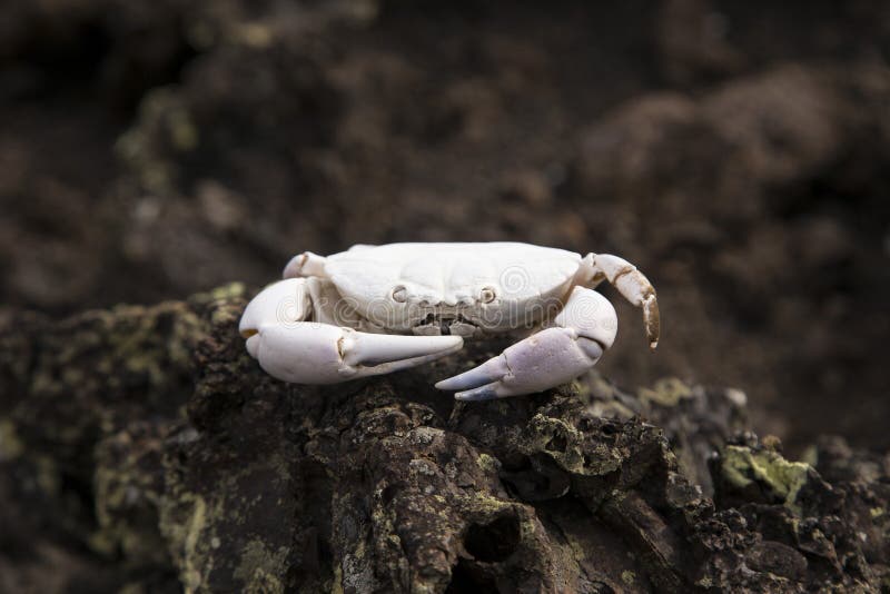 Molting Crab Stock Photos - Free & Royalty-Free Stock Photos from ...