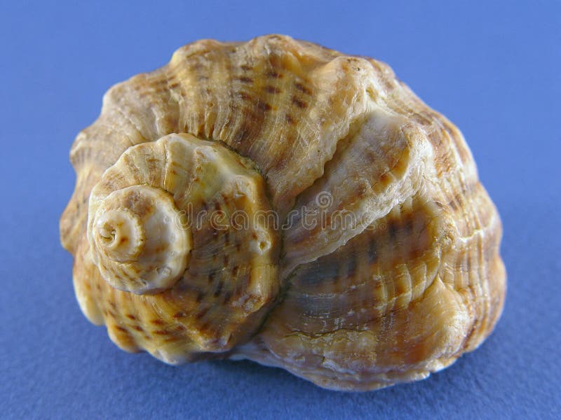Shell on blue stock photo. Image of seashell, sealife, spiral - 74050
