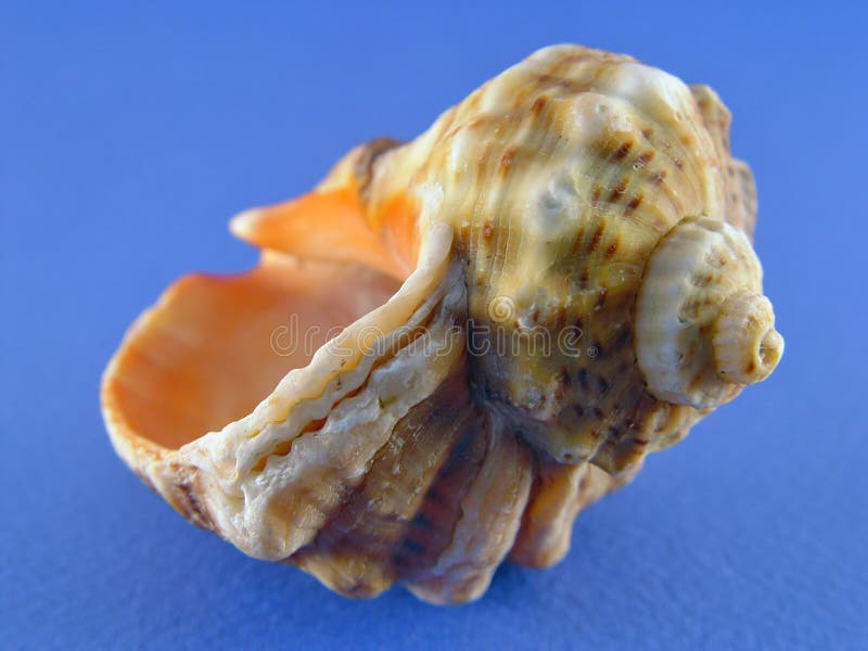 Shell Picture. Image: 7897238