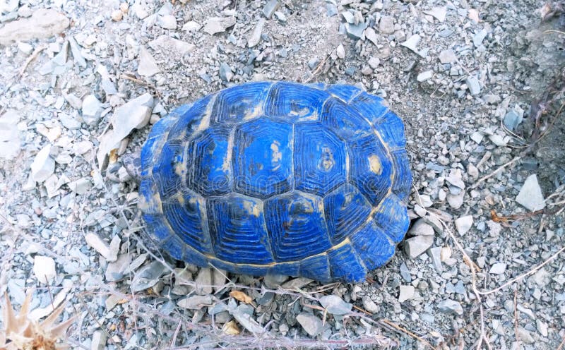 Blue turtle stock image. Image of tortoise, species, shield - 13978579