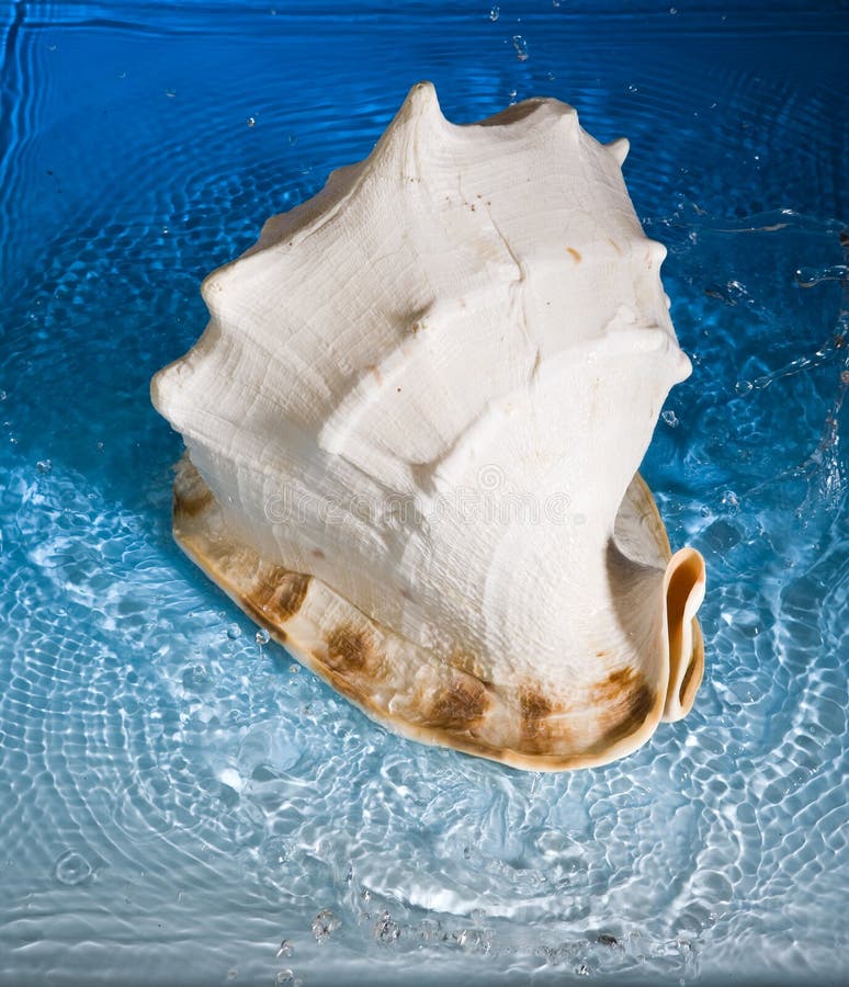 Shell and blue water stock photo. Image of peaceful, caribe - 991784