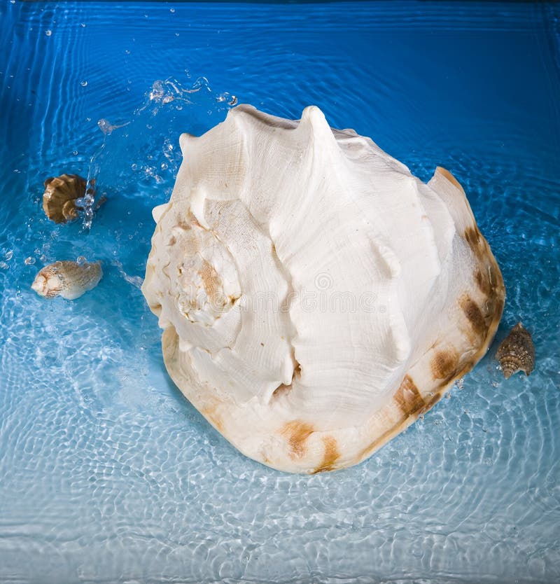 Shell and blue water stock image. Image of reflections - 991803