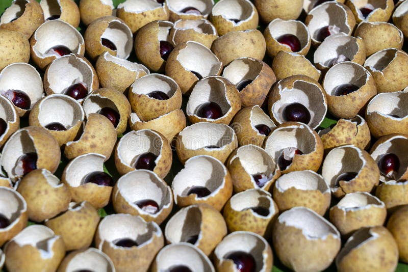 The Shell and the Bone from the Thai Fruit Longan. Longan Peel Shell ...