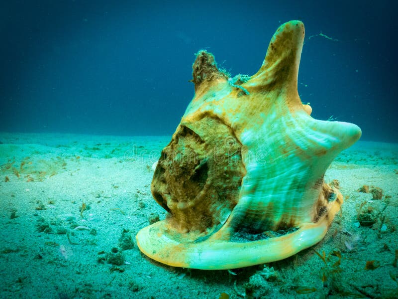 Shell on the Bottom of the Ocean, Indonesia Stock Photo - Image of ...