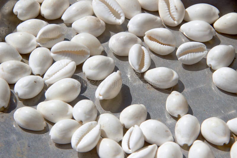 Cowry Ou Cauri - Shell Da Lesma Do Caracol De Mar Do Lurida De Luria ...