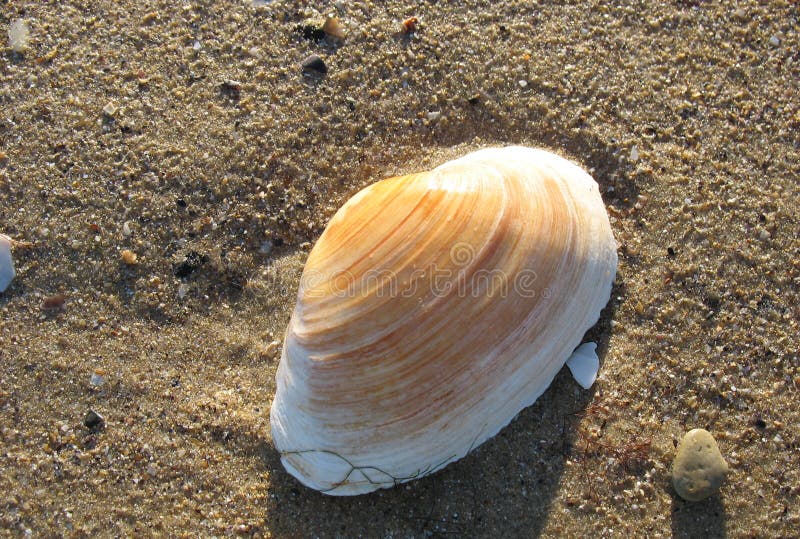 Shell stock photo. Image of storm, pearl, conch, nbright - 61717442
