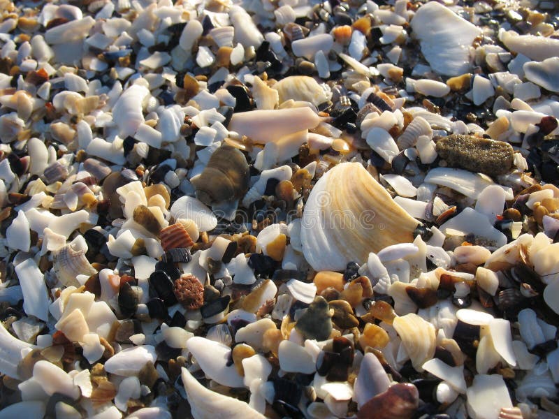 Shell stock photo. Image of perfect, shell, colorful - 61717450