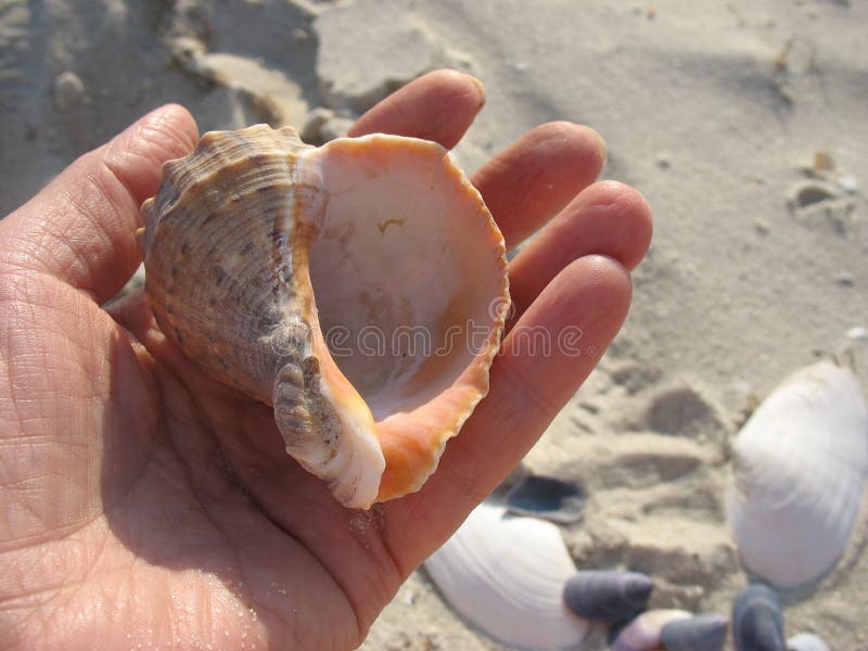 Shell stock image. Image of nature, form, life, white - 79034961