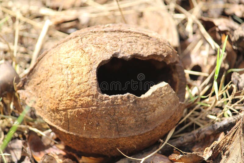 Shell Broken or Eaten by Rodents. Difficulty of a Farmer in Coconut ...