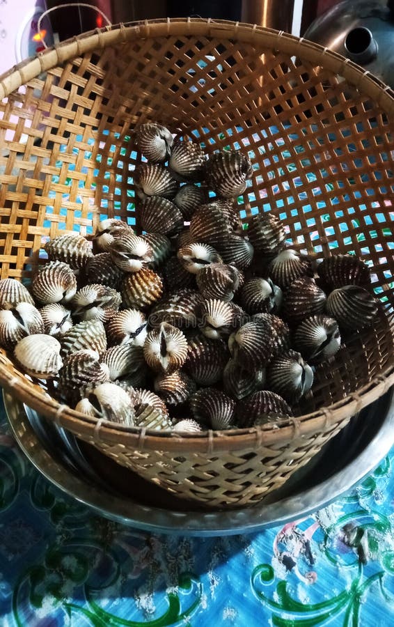 Shell in the brown basket stock image. Image of delicious - 213157733