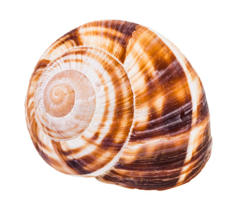 Shell of Burgundy Snail Isolated on White Stock Photo - Image of snail ...