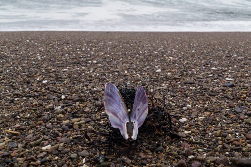 Shell Butterfly on the Shore Stock Image - Image of decoration, coast ...