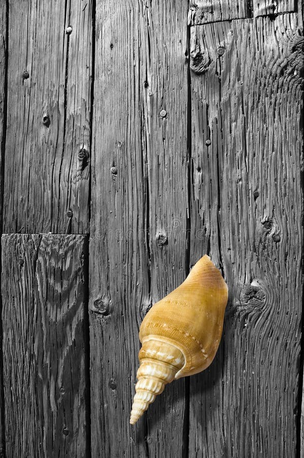 Shell on BW wood board. stock image. Image of cracked - 12858975