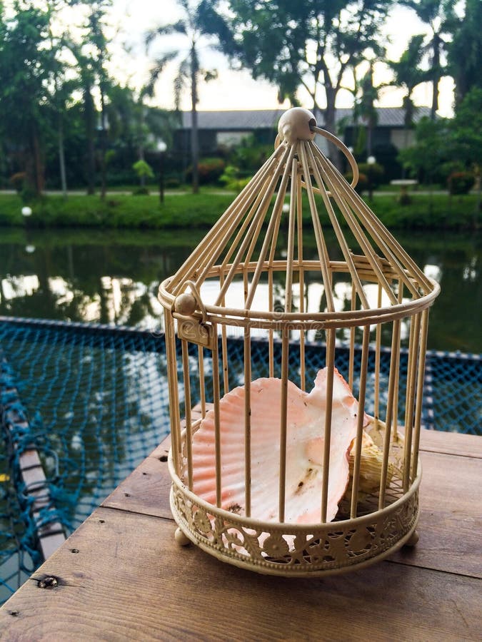 Shell in the cage stock image. Image of shell, ground - 78591789