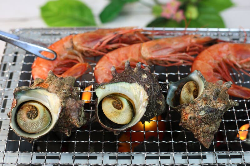 234 Turban Shell Stock Photos - Free & Royalty-Free Stock Photos from ...