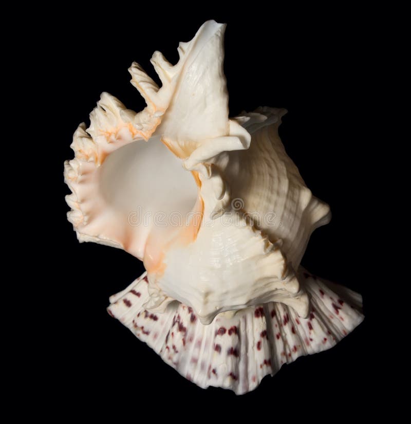 Thorn Conch Shell stock photo. Image of water, seashell - 5233584