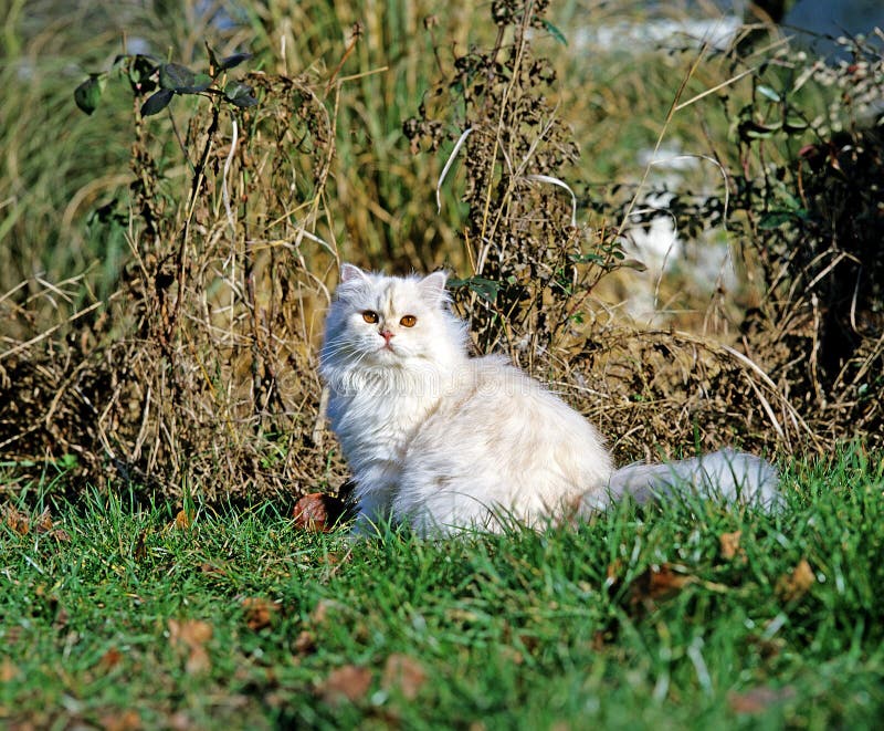 Shell Cameo Persian Domestic Cat Sitting on Grass Stock Photo - Image ...