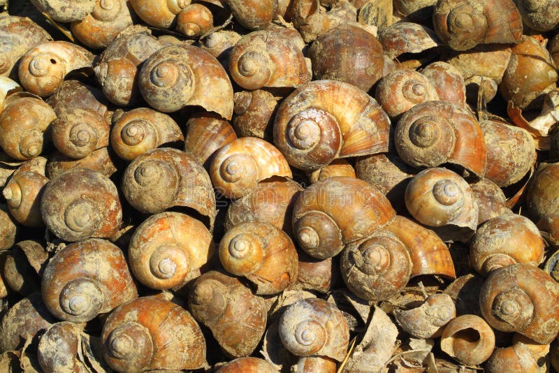 Shell carcass background stock image. Image of carcass - 22532109