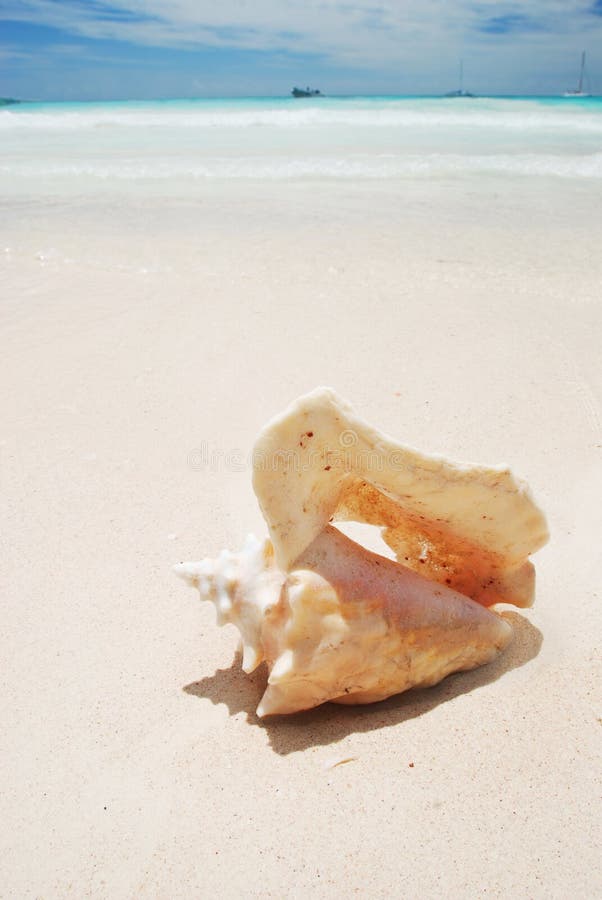 Conch Shell stock image. Image of love, background, beach - 987557