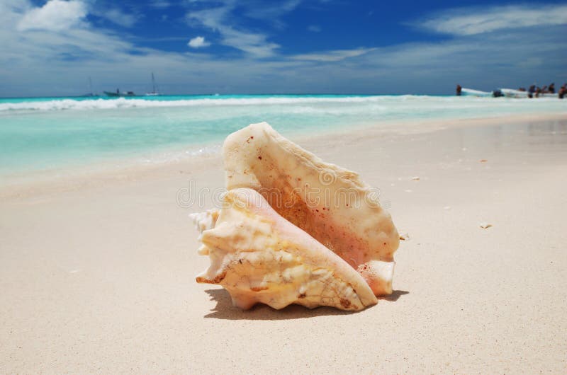 Shell in the Caribbean stock photo. Image of seascape - 8086316
